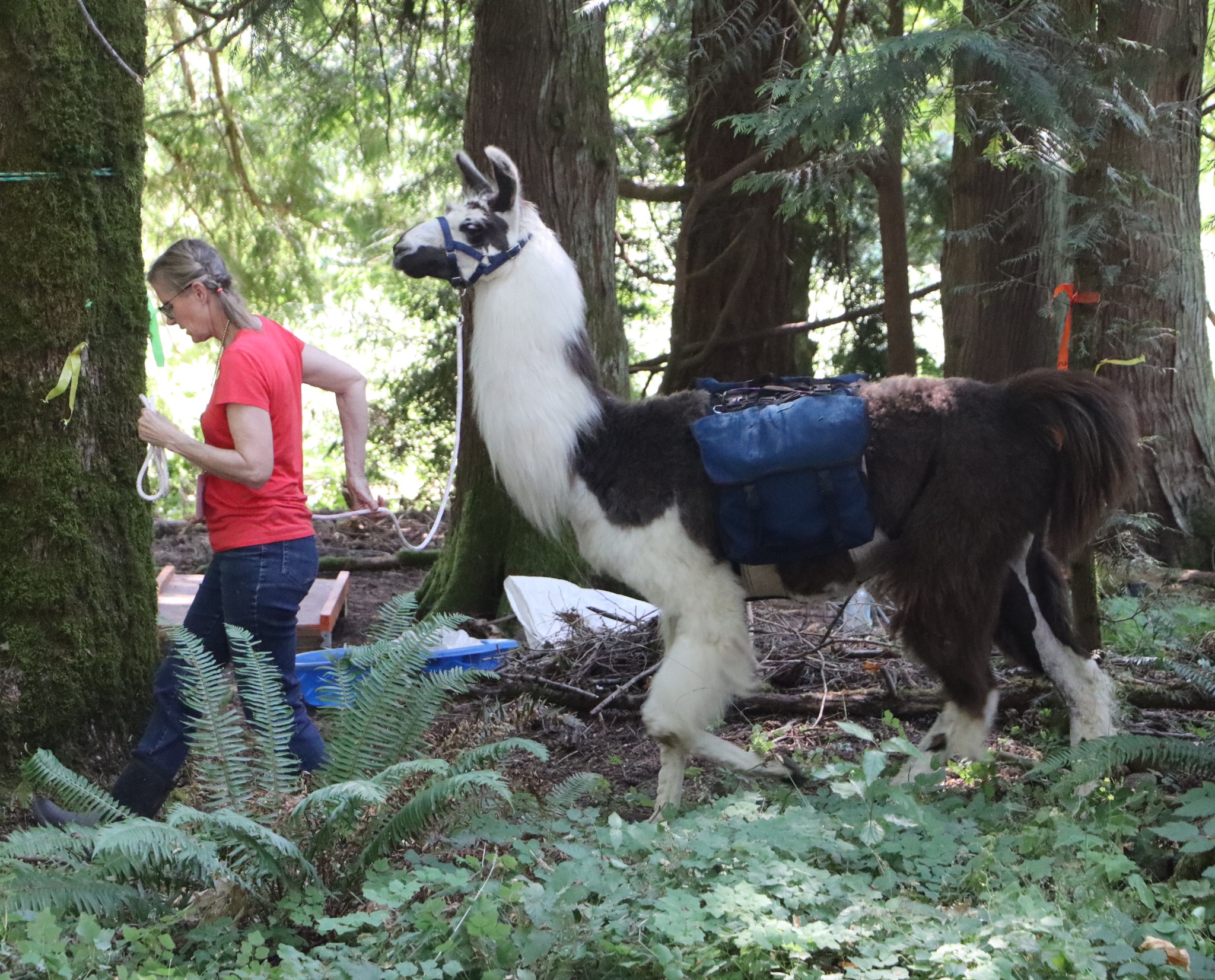 Happy Camper Llama Show - Columbia River Camelid Association
